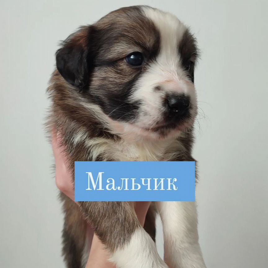 Щенок из хорошей семьи в частный дом