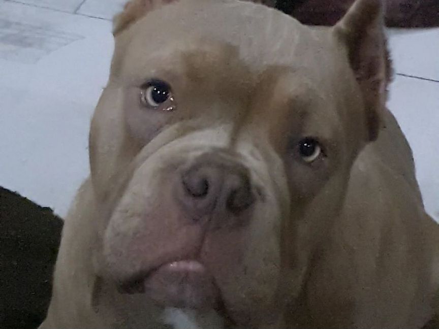 Американский булли мальчик