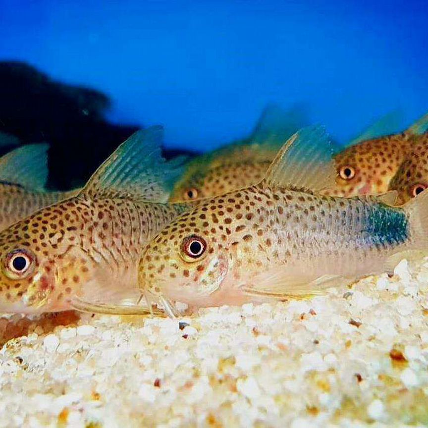 Коридорас симилис