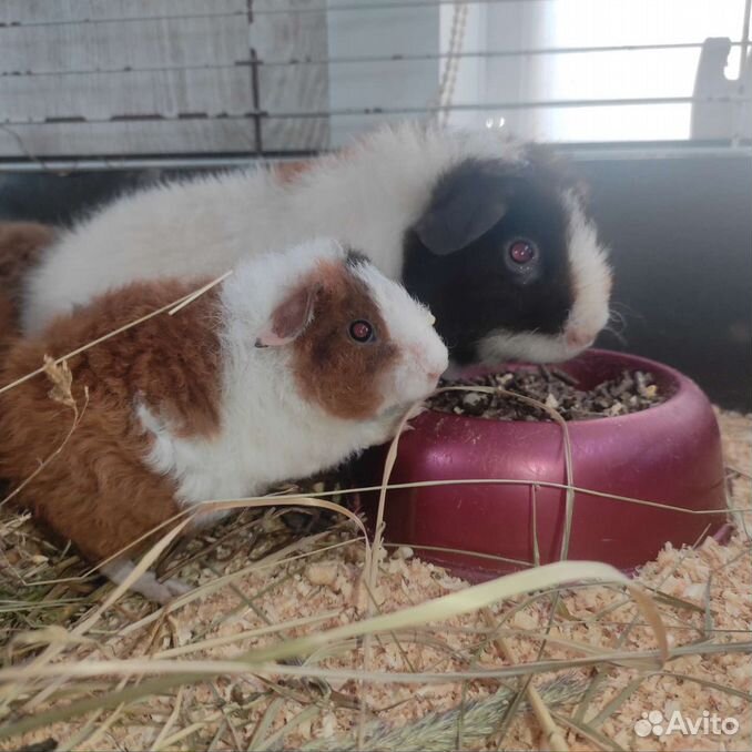 Морские свинки, Крестед, Тедди, Калифорния