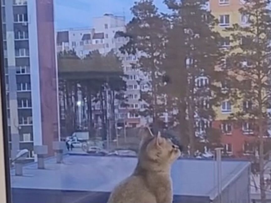 Продам кошечку
