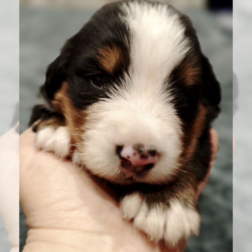 Бернский зенненхунд, щенок