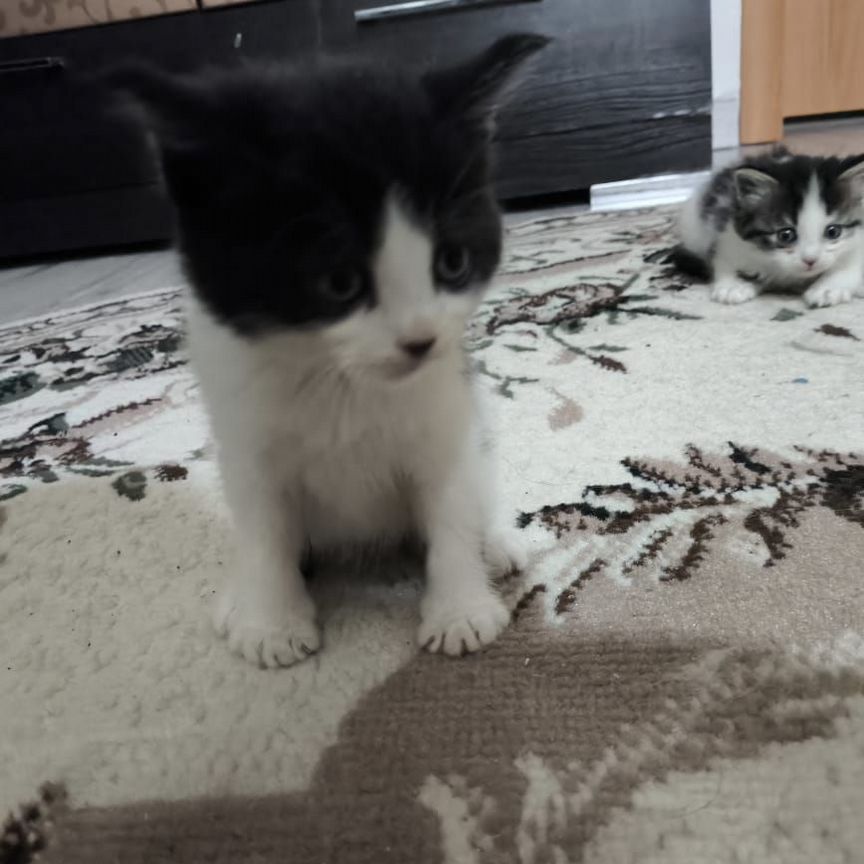 Отдам в добрые руки