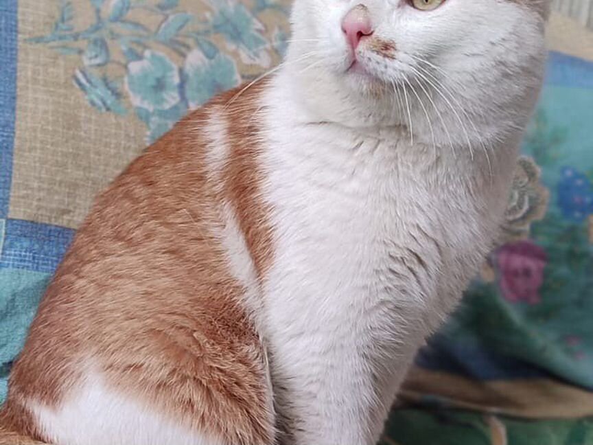 Василёк крупный, ласковый котик