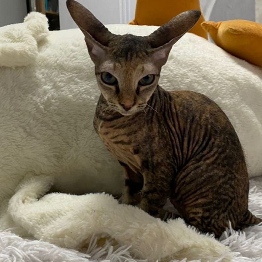 Донской сфинкс