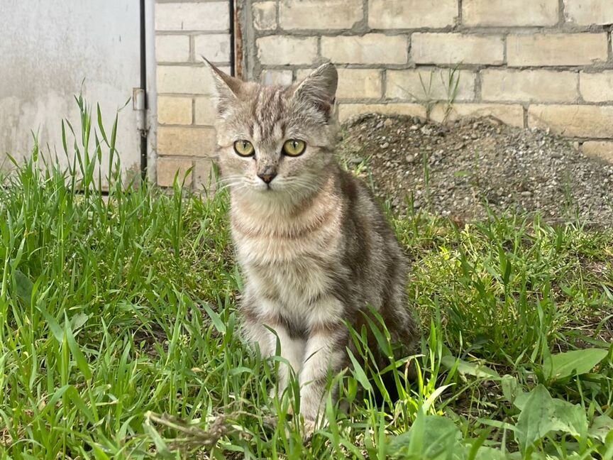 Котенок в добрые руки