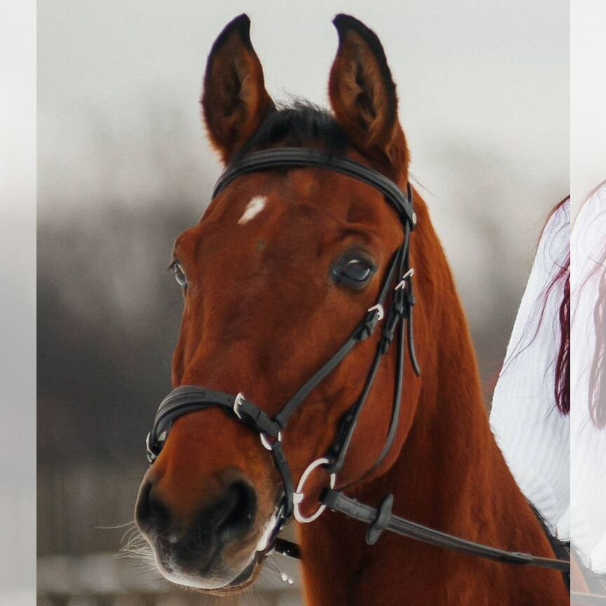 Уздечка для лошади full