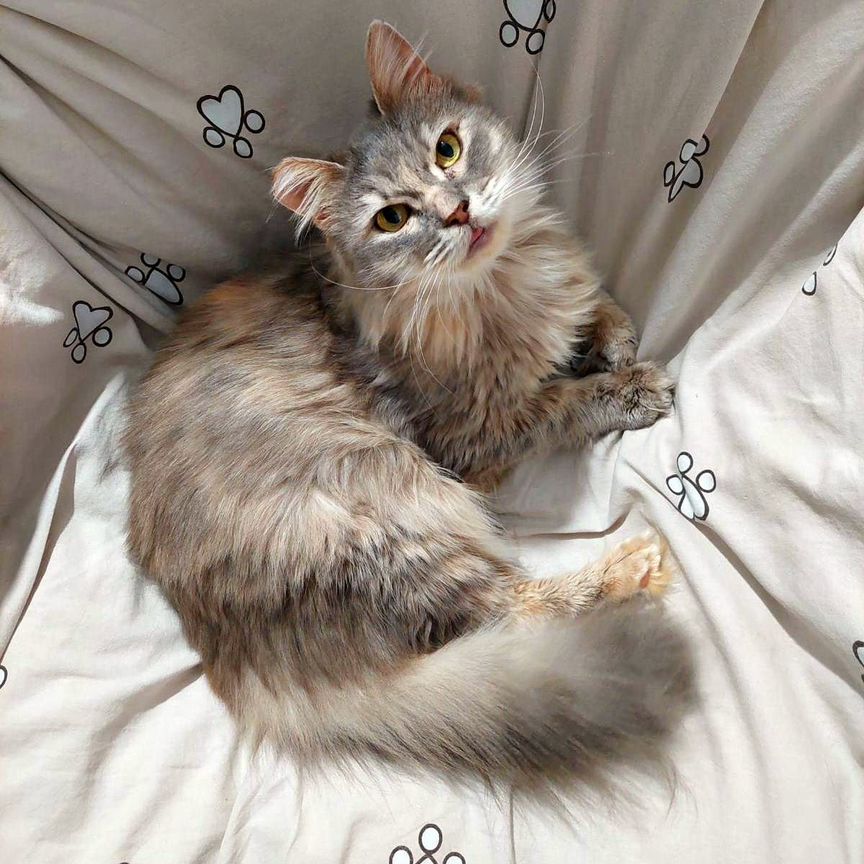 Кошечка Нюша из приюта