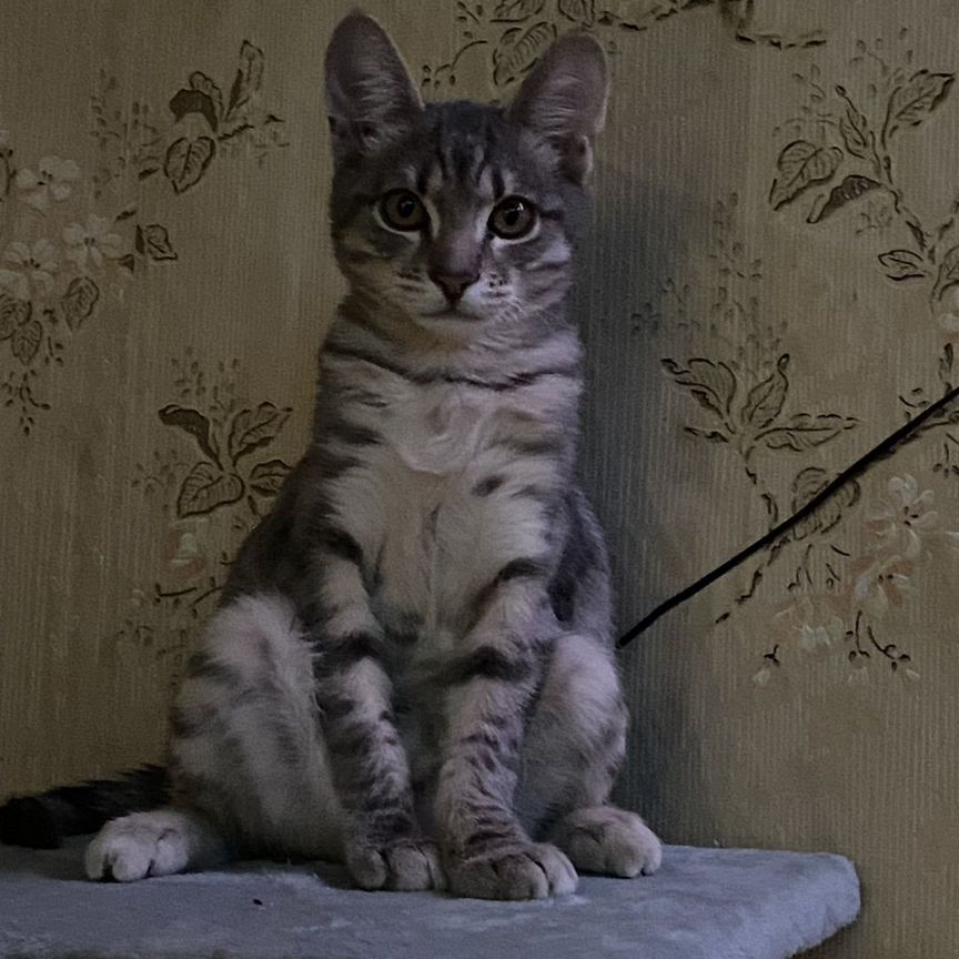 Котёнок