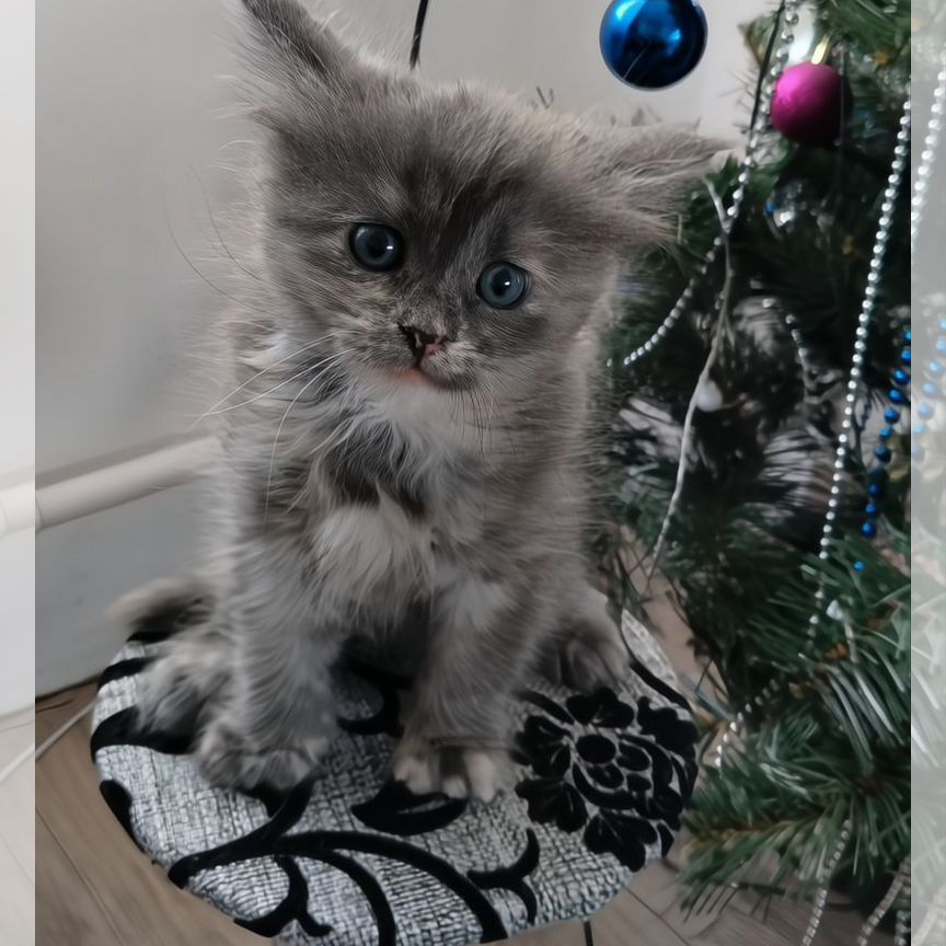 Мейн-кун котёнок