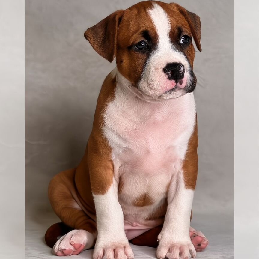 Американский стаффордширский терьер, щенок