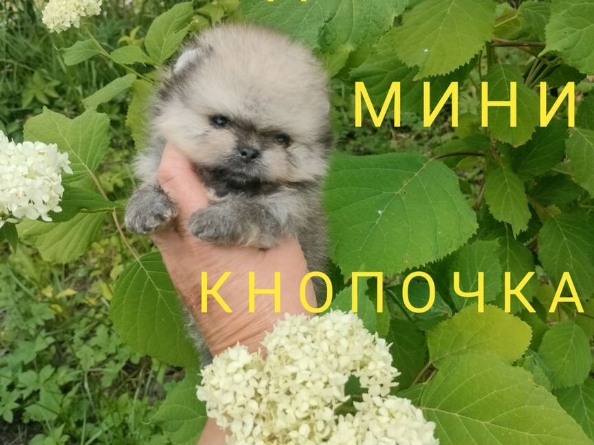 Чудо Мини Мальчики и Девочки