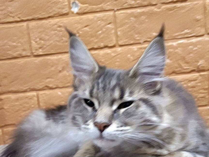 Мейн-кундевочка с документами