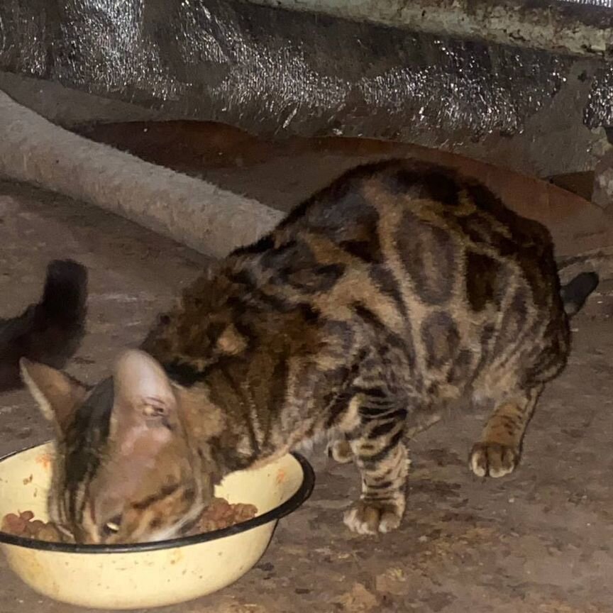 Бенгальская