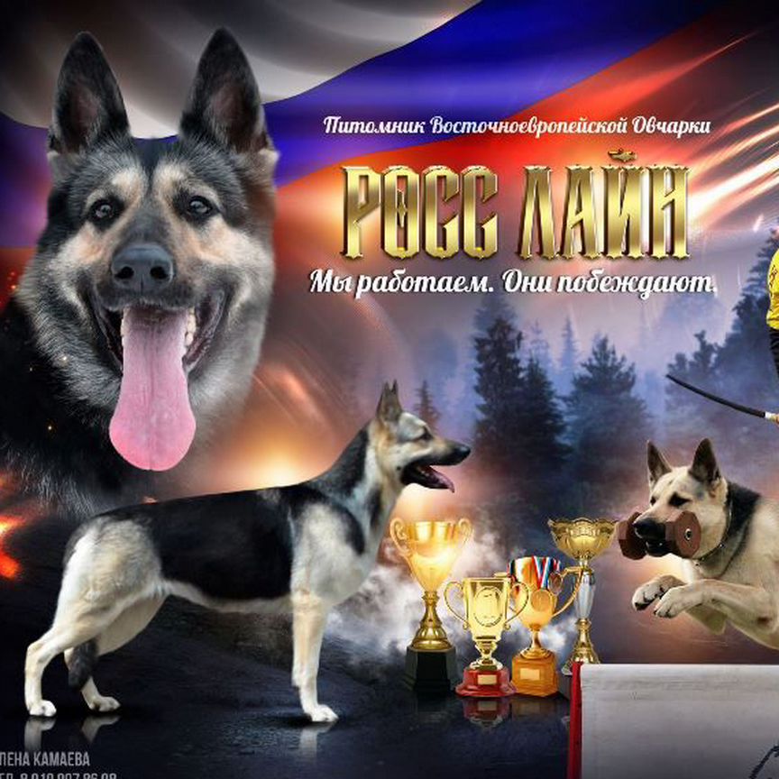 Восточноевропейская овчарка, щенок кобель, 2 месяц