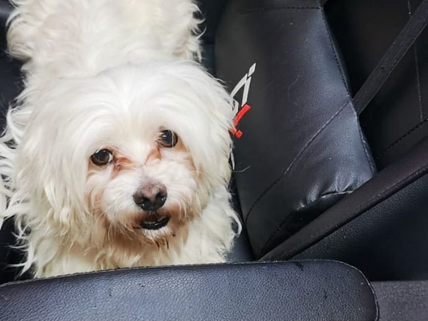 Мальтийская болонка