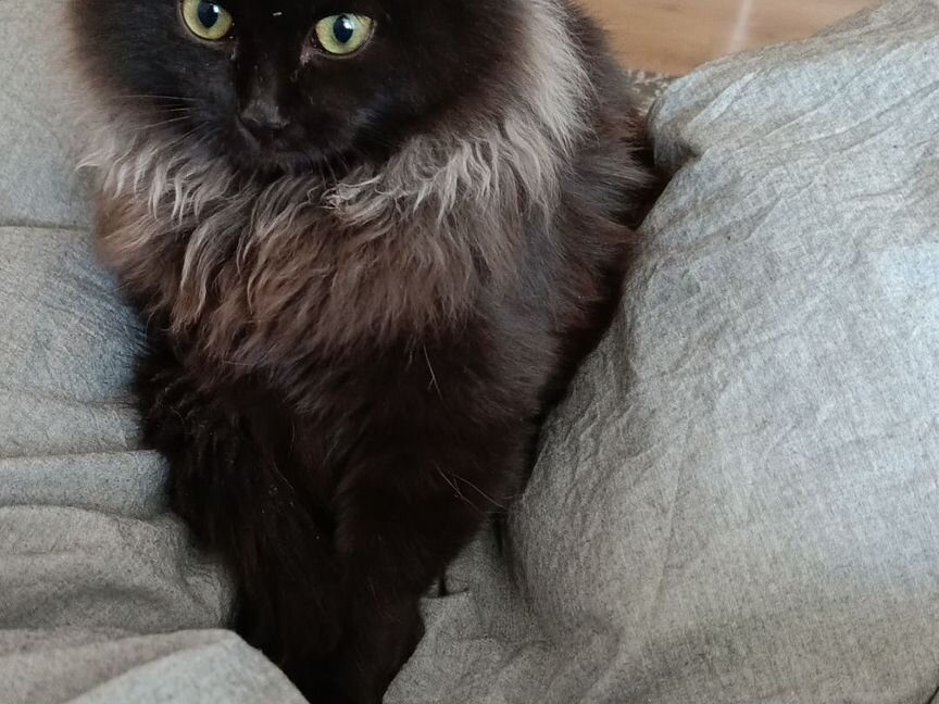 Беспородные котята