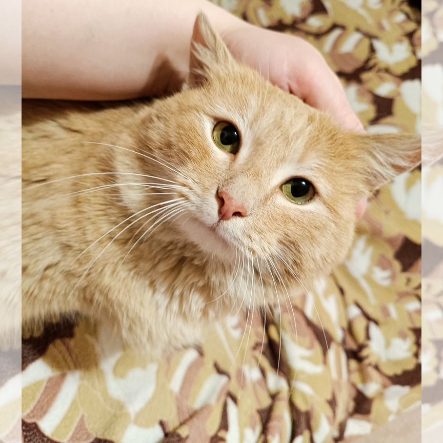 Взрослый кот в добрые руки