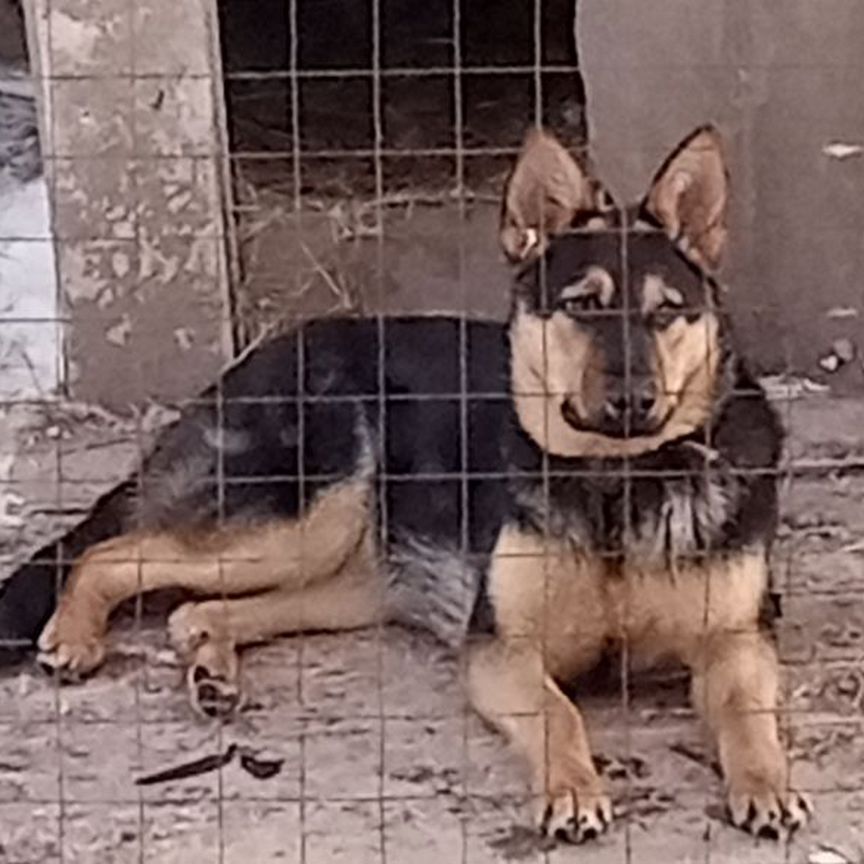 Щенки немецкой овчарки