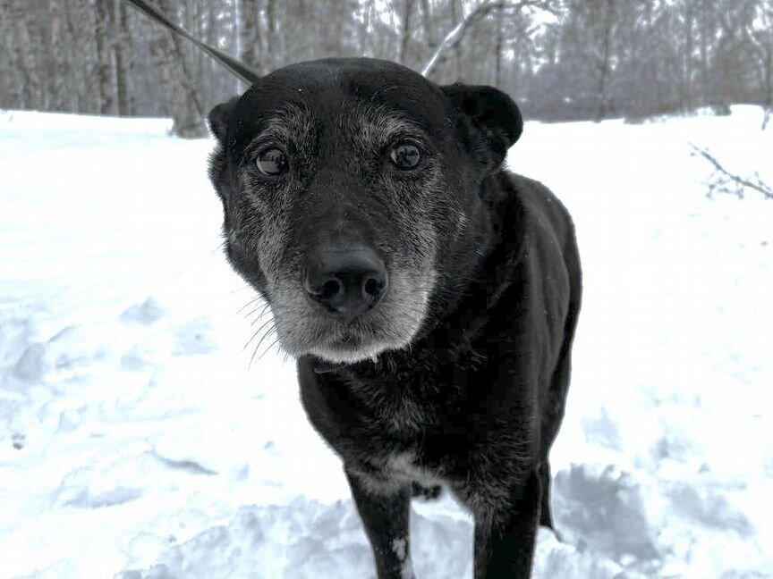 Собака в добрые руки Черныш