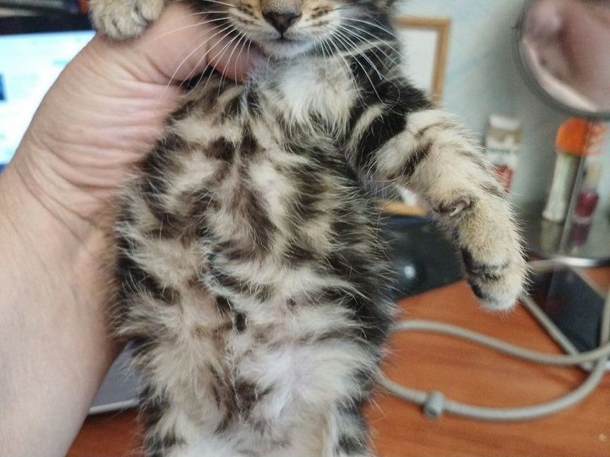 Чистокровные бенгальчкие котята разного пола