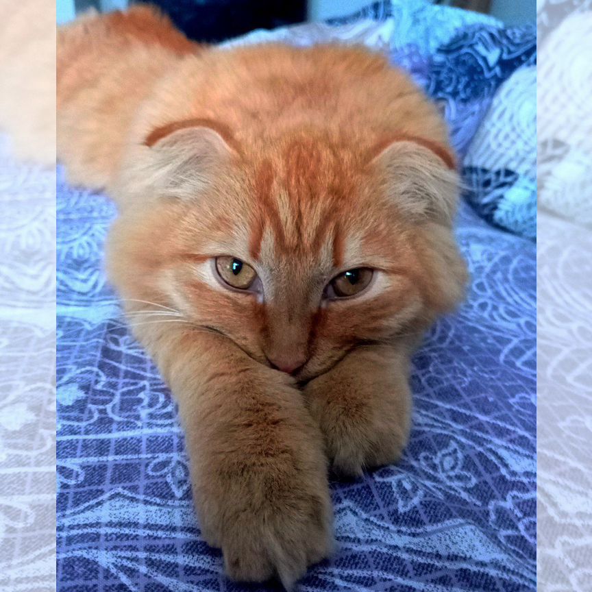 Взрослый кот в добрые руки