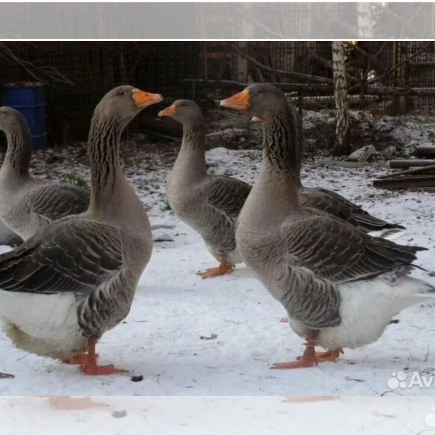 Гусь крупно серый