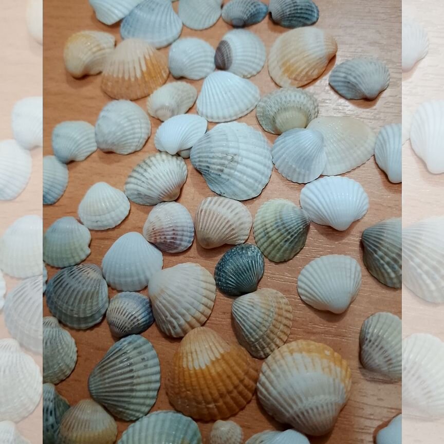 Ракушка морская мелкая