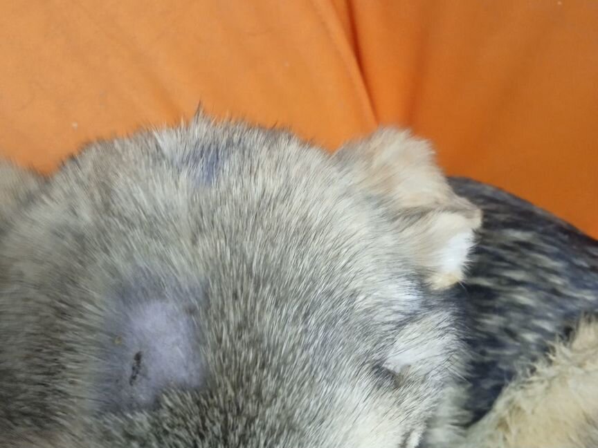 Оставили умирать