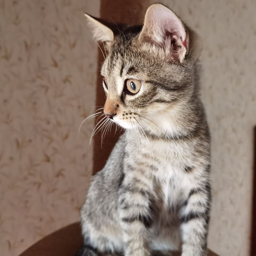 Ласковый котенок