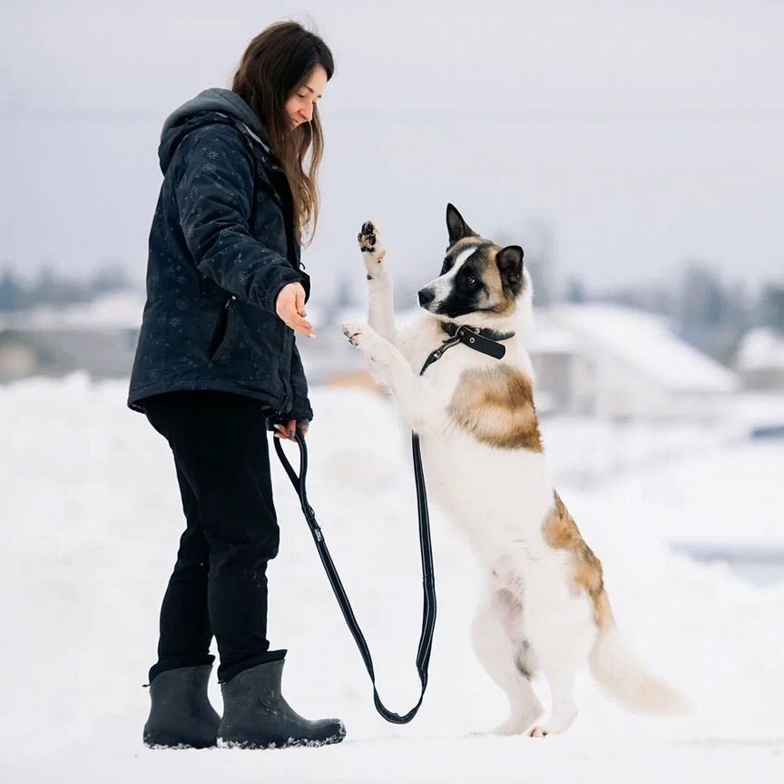 Супер собака Барс из приюта бесплатно