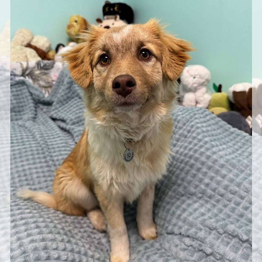 Взрослая собака в добрые руки