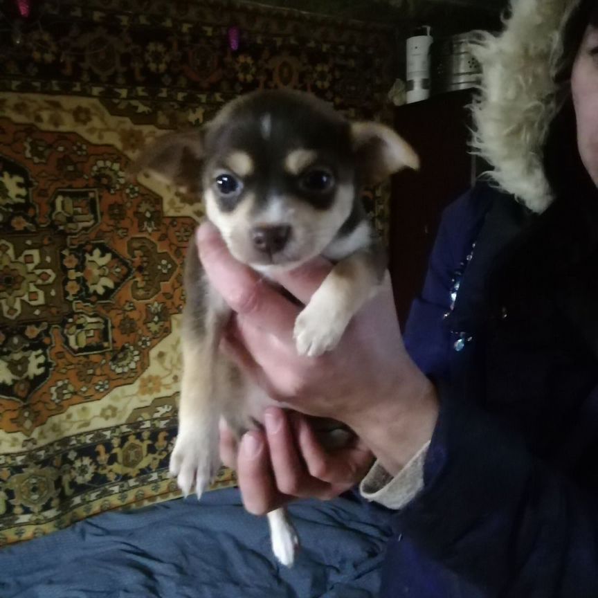 Русская болонка