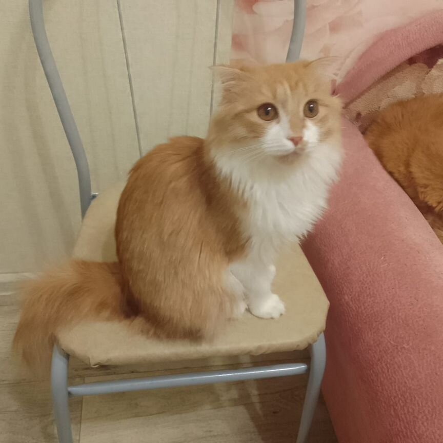 Кошечка в добрые руки бесплатно