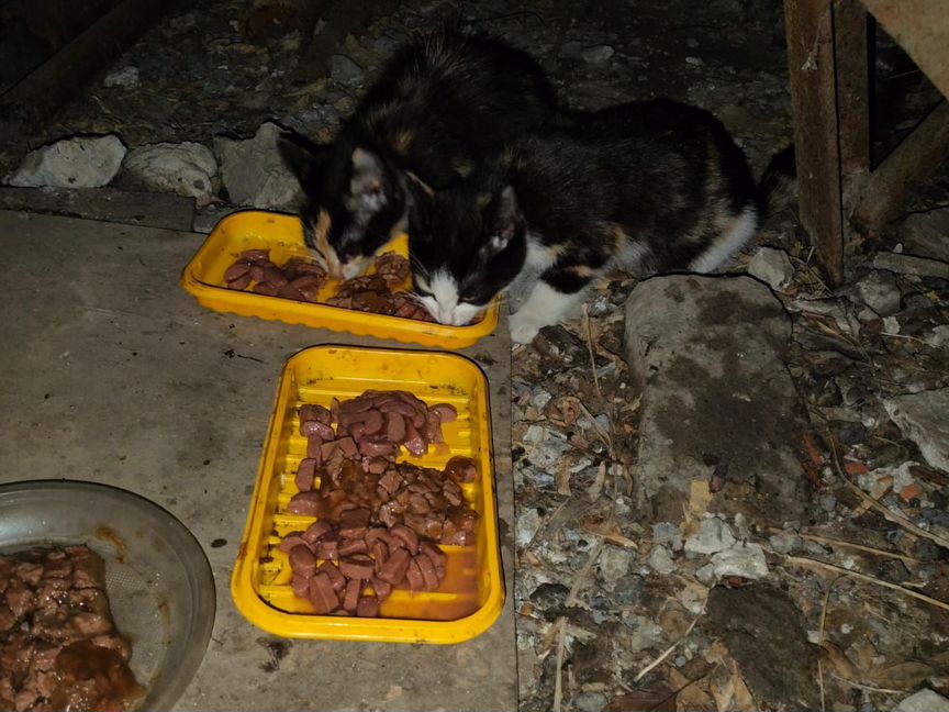 Котята в добрые руки или передержка