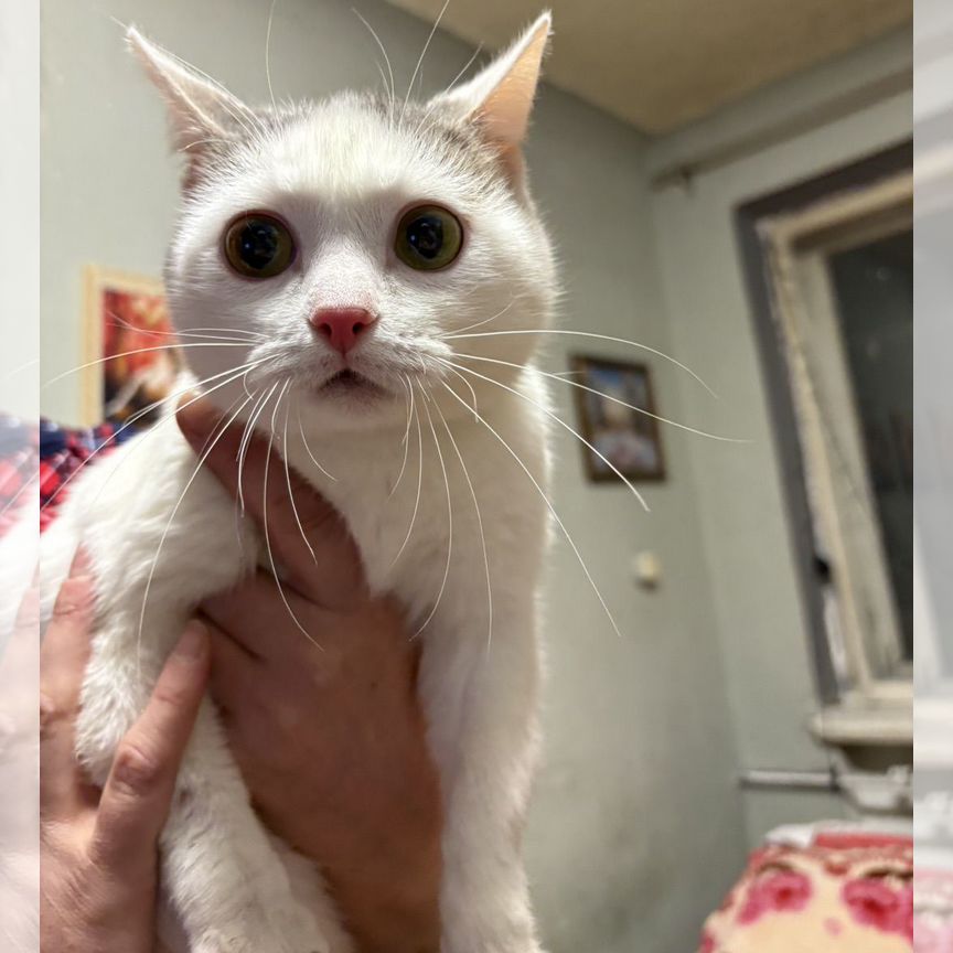 Взрослый кот в добрые руки