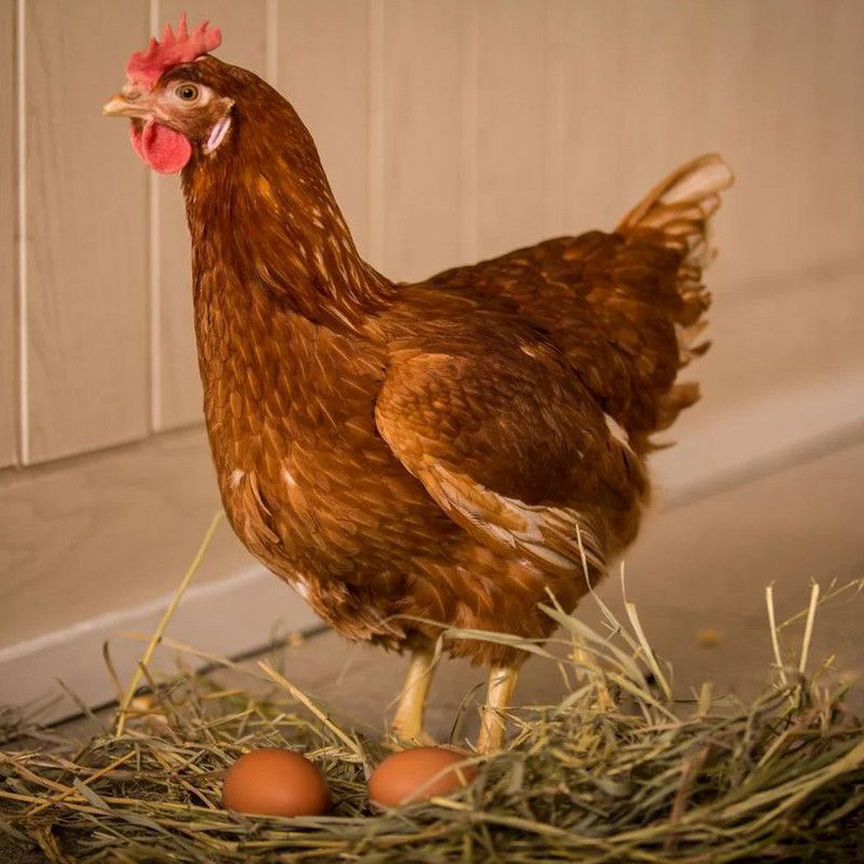 Куры несушки с доставкой