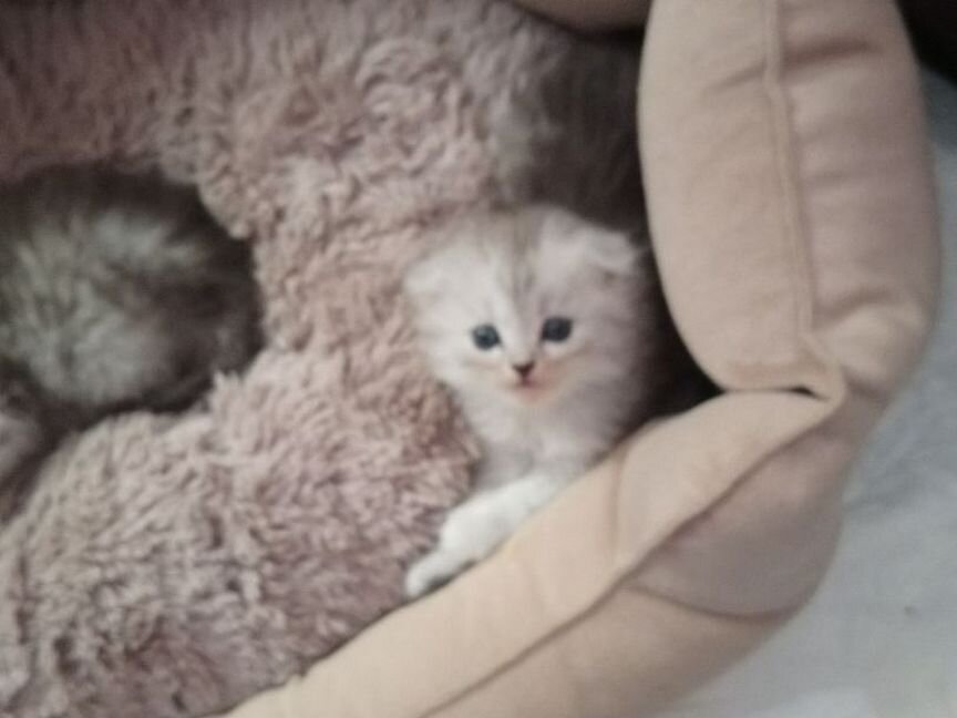Шотландские шиншиллы вислоухие