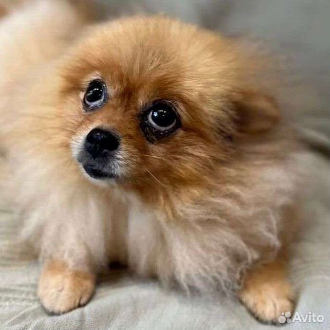 Лучик света Пуша