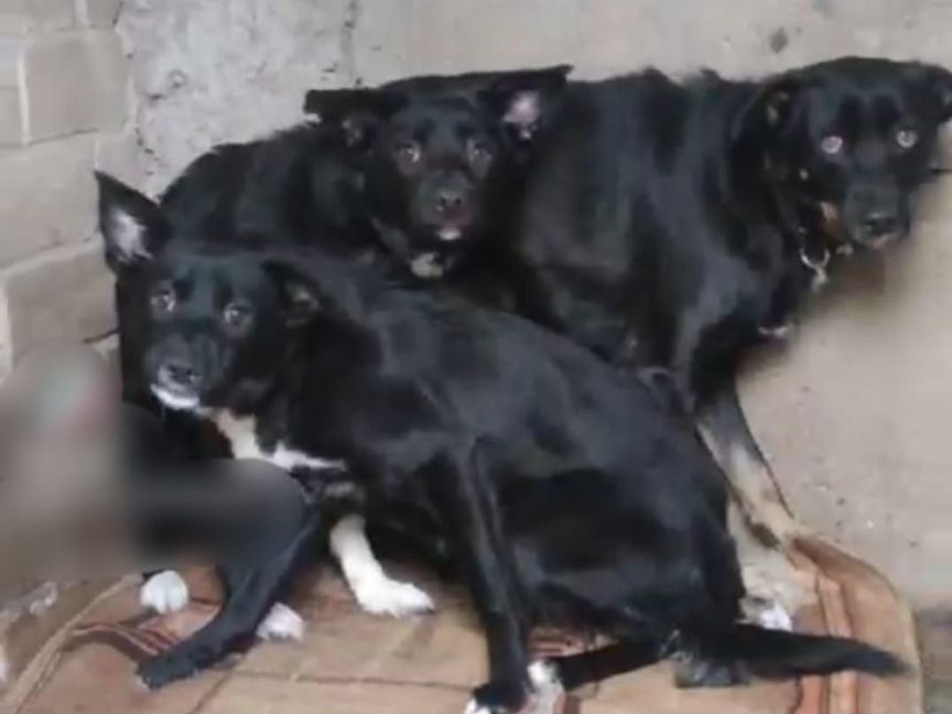 Мама с дочками попали в отлов