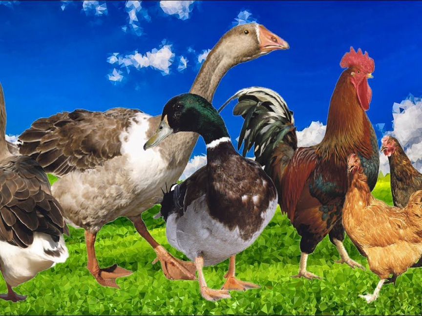 Щипаем (куреи утеи и гусей )