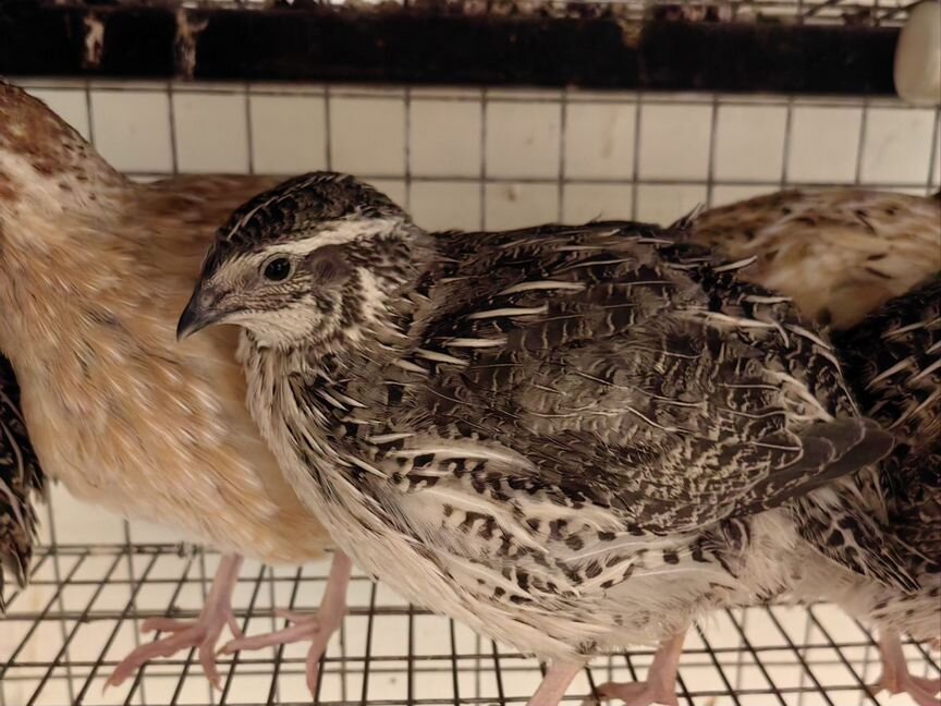 Перепела самцы обмен продажа