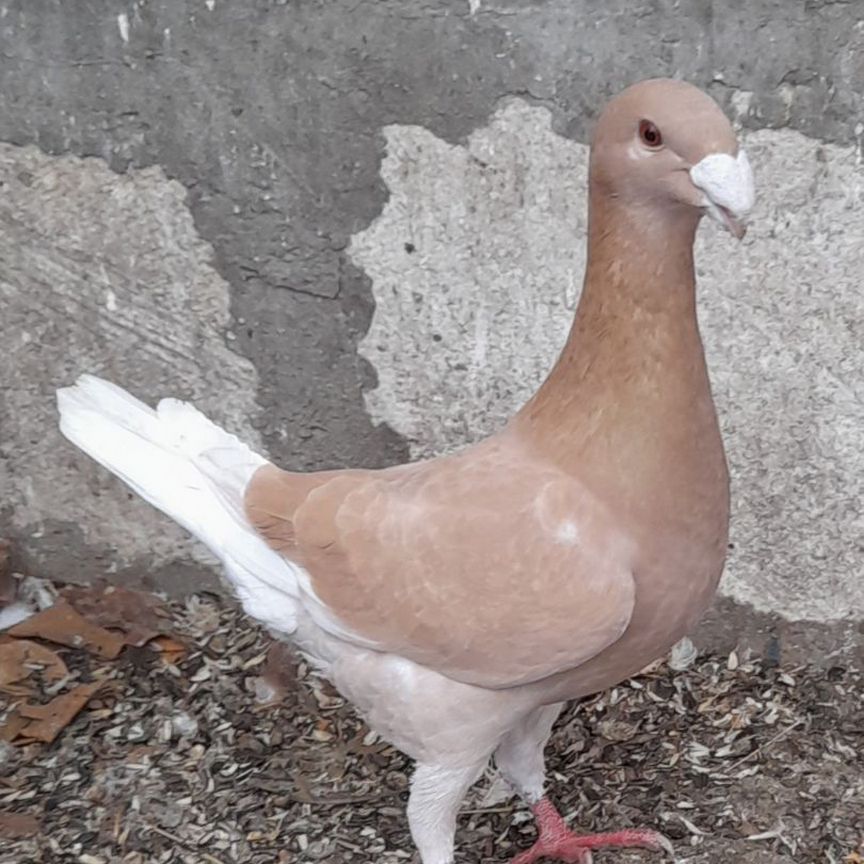 Голубь'немецкий выставочный