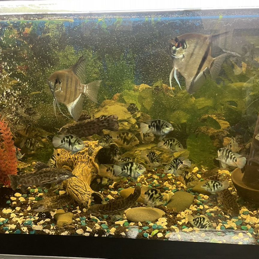 Аквариум с тумбой 240 л