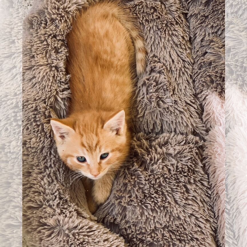 Котята рыжие, трехцветные, полосатые, дымчатые, че