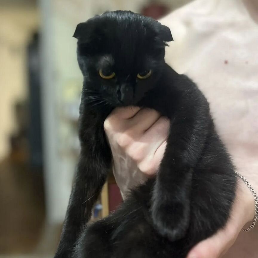 Шотландский вислоухий короткошёрстный котёнок