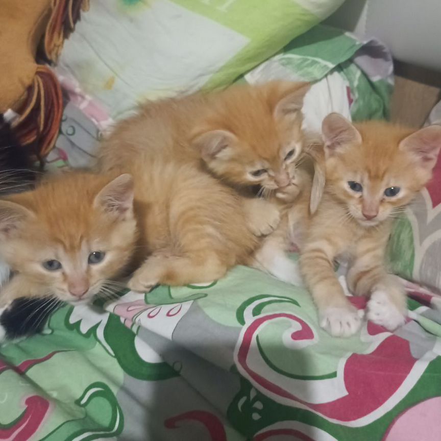Котята отдам