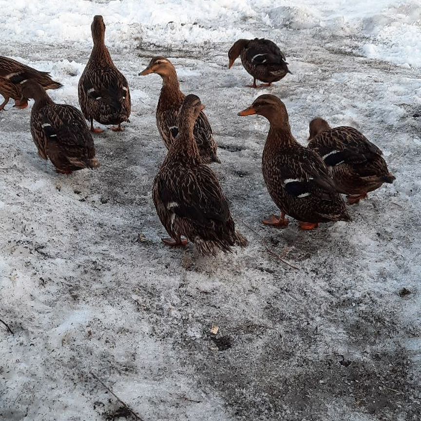 Подсадные утки