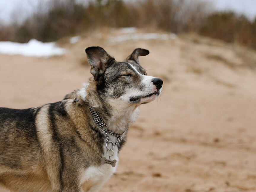 Пёс ищет семью