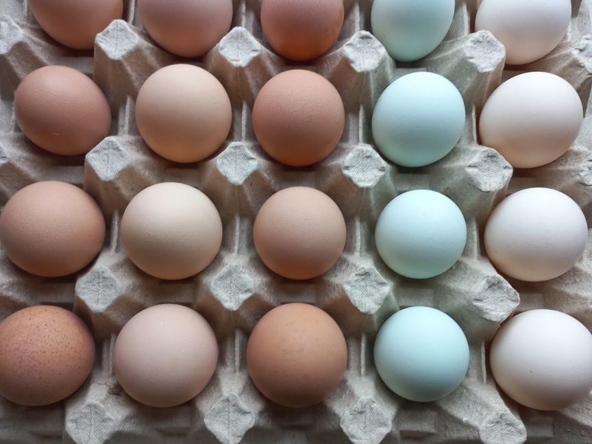 Инкубационное яйца породных кур